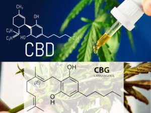 What are the differences and similarities between CBD and CBG ...